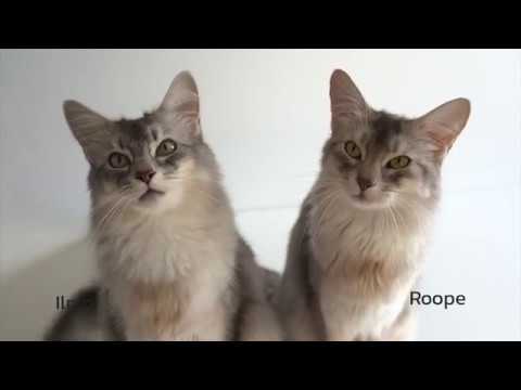 15 Amazing Cat Tricks by Somali Cats