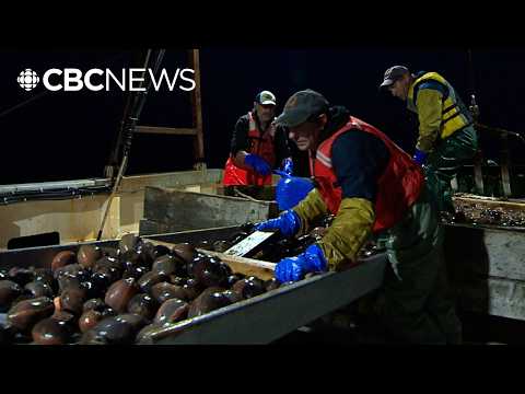 What Chinese tariffs mean for Nova Scotia seafood