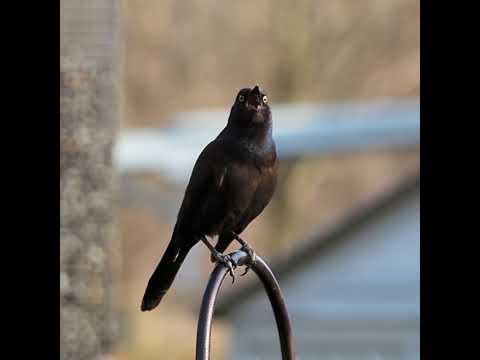 Common Grackle Calling On a Shepherd's Hook - Grackle Alarm Call - Bird Call and Sounds - #shorts
