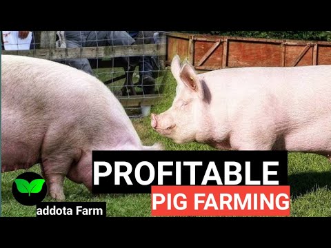 How To Start A Pig Farming Business in Nigeria (Step - by - Step Guide)