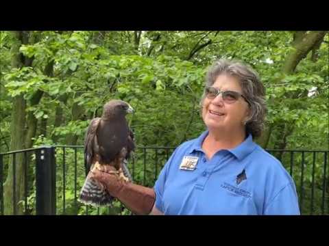 Grasshopper the Swainson's Hawk