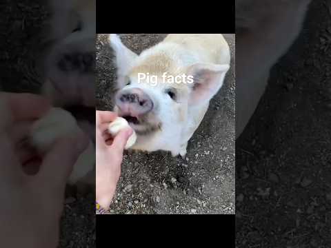 Pig facts in Hindi 🐷🐷 #piglover #pigfarmvideo #pigfacts