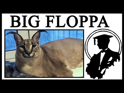 😻 What is a Floppa real name? - CatVisitor.com