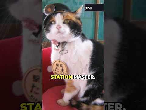The Cat That Saved a Train Station!!