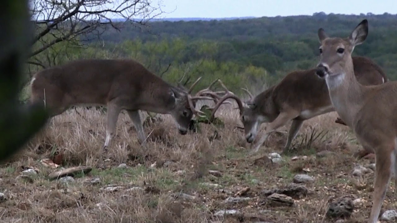 Huge Bucks Fight Close Range