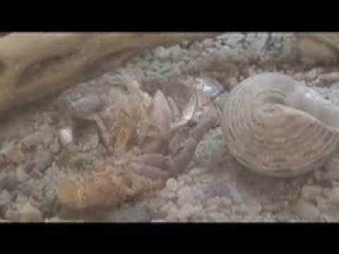 Hermit Crab Molting Stages