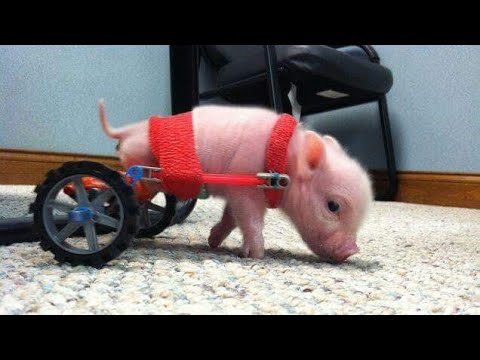 BIG IDEAS + LESSON: DISABILITY, ANIMALS + THE ENVIRONMENT – University ...