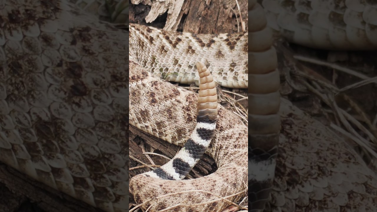 Rattlesnake #snake #wildlife #reptiles #rattlesnake