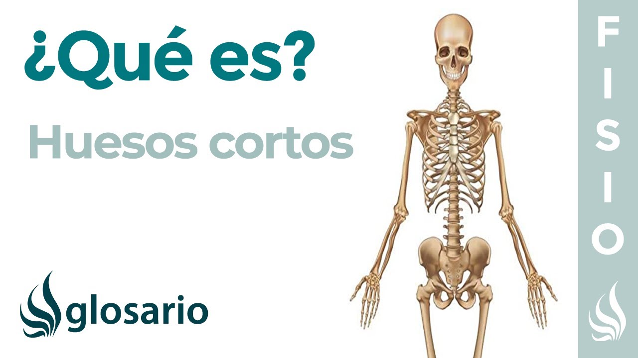 HUESOS CORTOS | Qué son, significado, dónde están, función y lesiones