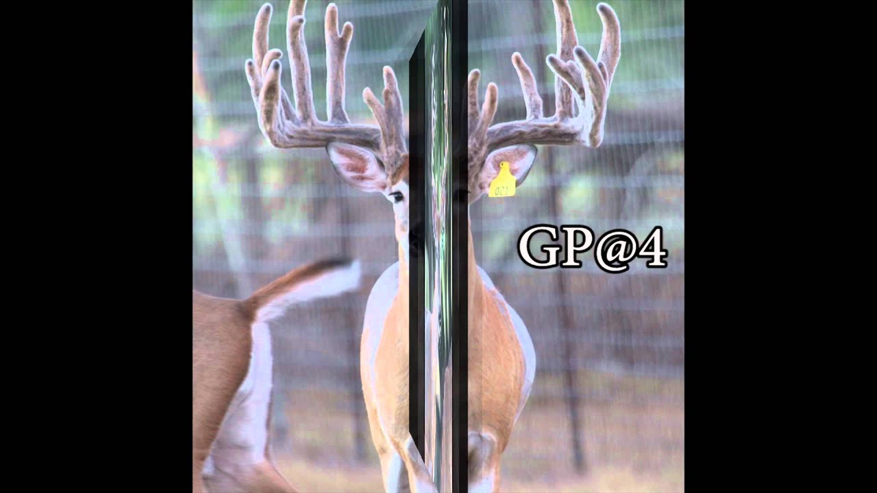 Lonehollow Gladiator Contest