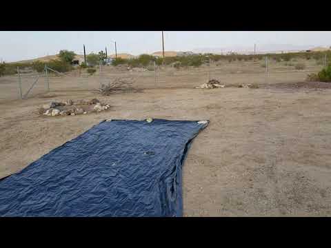 Green Mohave (or Mojave) Rattlesnake in Joshua Tree, CA, August 19, 2020