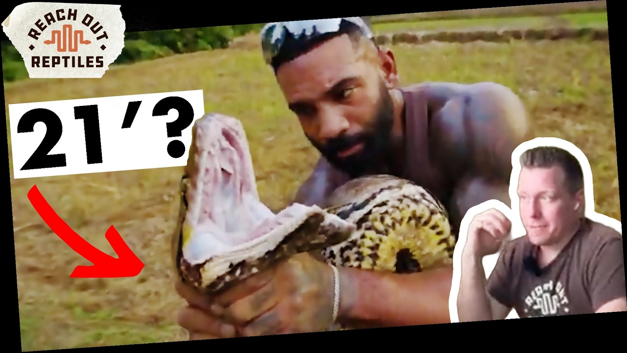 Giant Python Found in the WILD?  Is this LEGIT??