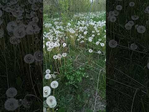 Beautiful dandelion flower in the garden 2023