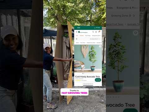 Cold Hardy Avocado Tree Review from Fast Growing Trees 🥑🌱 #avocadotree #gardening