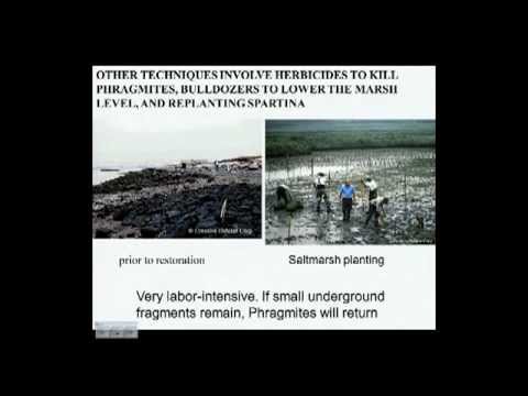 SoMAS - Salt Marshes: A Natural and Unnatural History