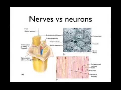 Sensory nervous system