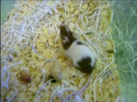 RSPCA Martlesham Spice the Mouse looking for a new home