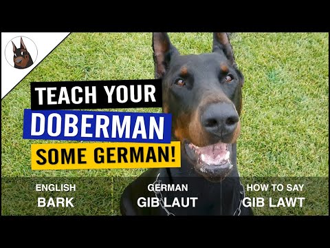 Basic German Commands to Train your DOBERMAN - Quick Tips