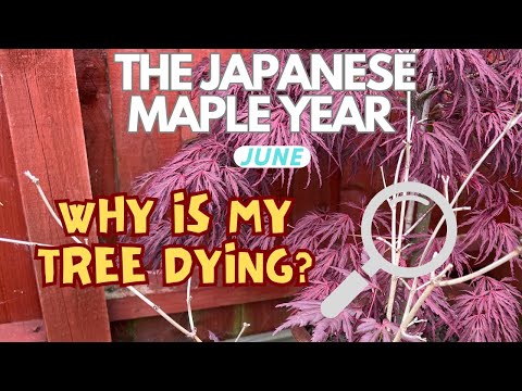 Japanese Maples: Why is my tree dying & what can I do?