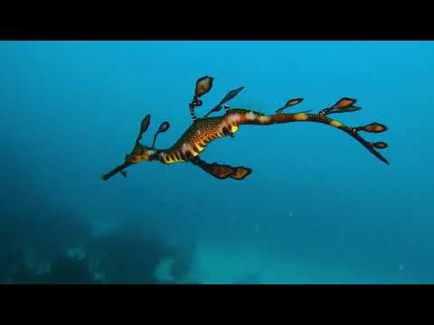 Juvenile Weedy Sea Dragon - Tasmania