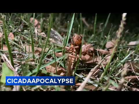 Get ready, Illinois: Cicada-pocalypse is coming