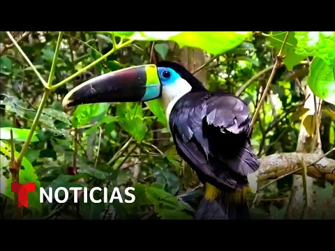 Liberan más de 163 especies en las lagunas y bosques de Casanare, Colombia | Noticias Telemundo