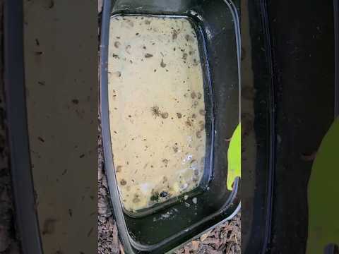 Tired of roly polies aka Pill bugs try this homemade recipe 🤭