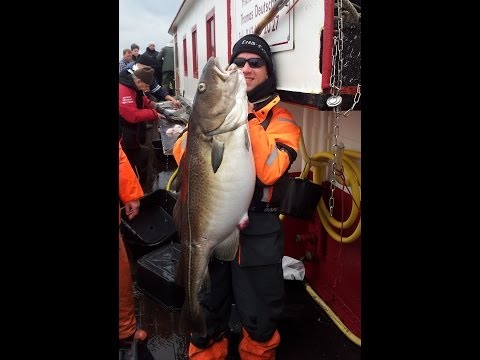 Live Dorschangeln mit Gummifisch auf der Ms Einigkeit 2014 Tag 1 "Exitus-Fishing"