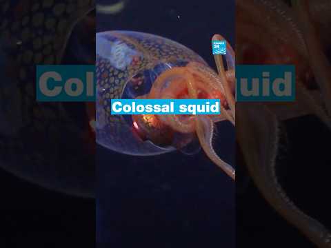 First ever video of a colossal squid • FRANCE 24 English