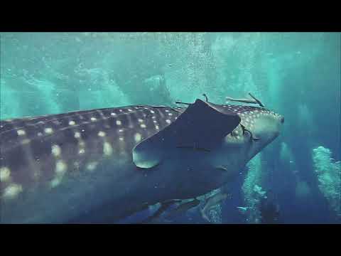 Discovery Divers Whaleshark! Chumphon Pinnacle