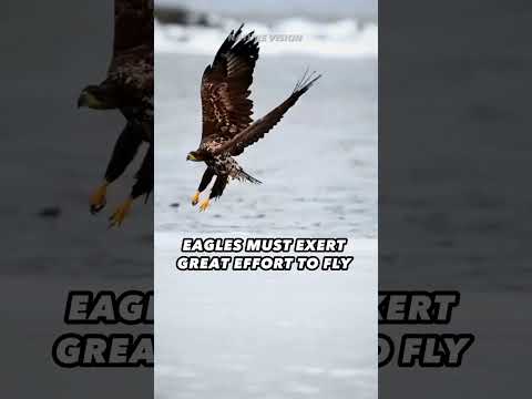 Eagle | The Painful Process Faced In Old Age
