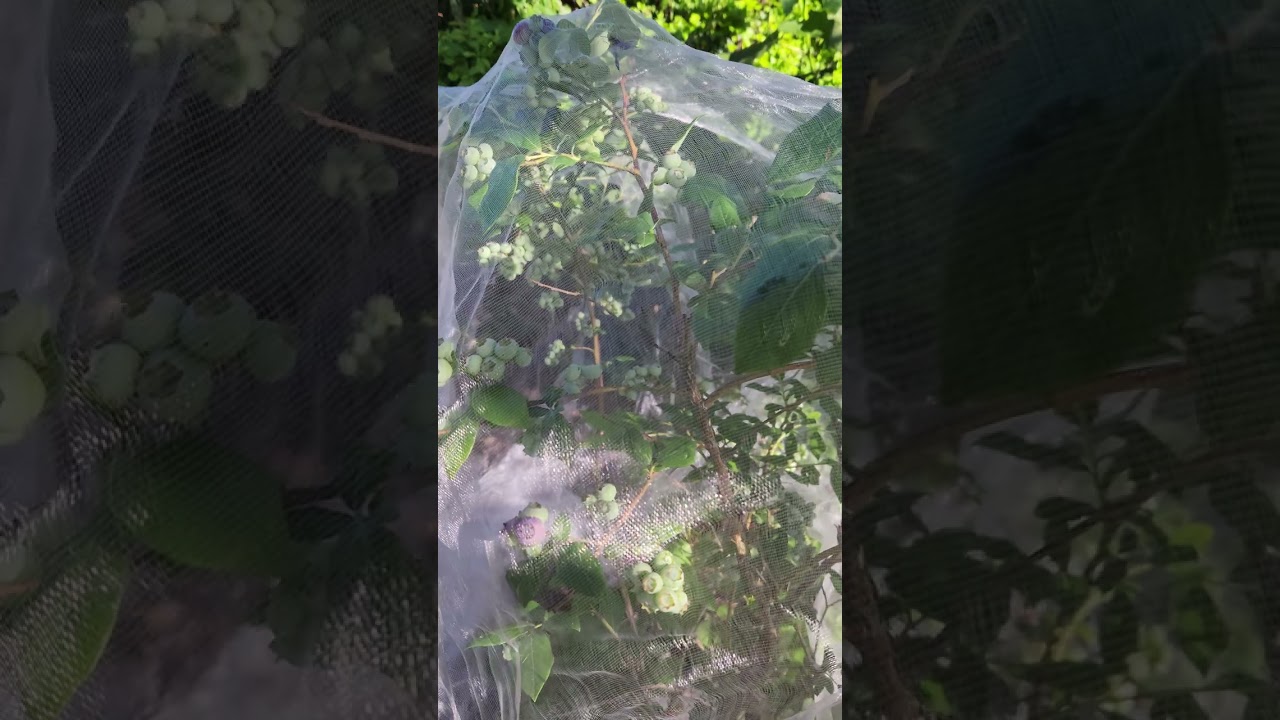 How To Protect Blueberries From The Birds