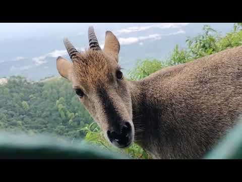 Vaishno Devi Temple Jammu Kashmir |Vaishno Devi helicopter booking | Vaishno Devi distance |#vaishno