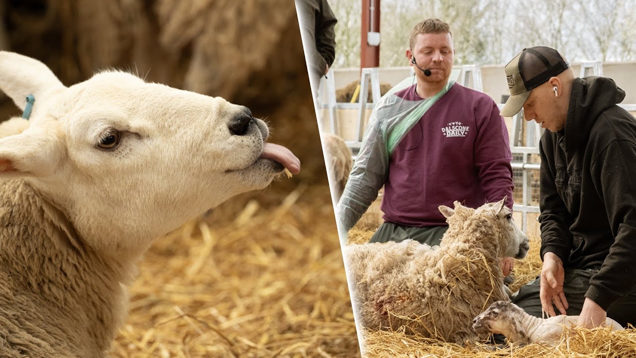 A Storm Has Left The Farm In Crisis! The Fullest Our Shed Has Ever Been! 