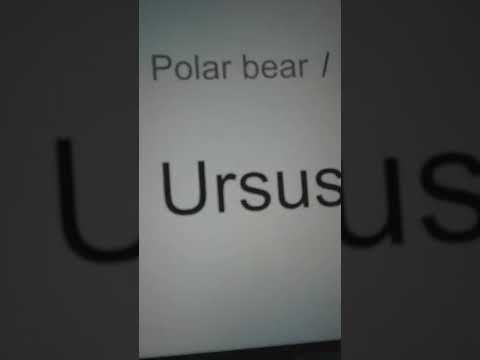 the scientific name for a polar bear.