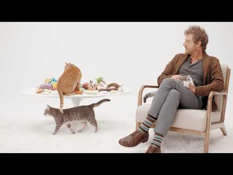 The best cat toys
