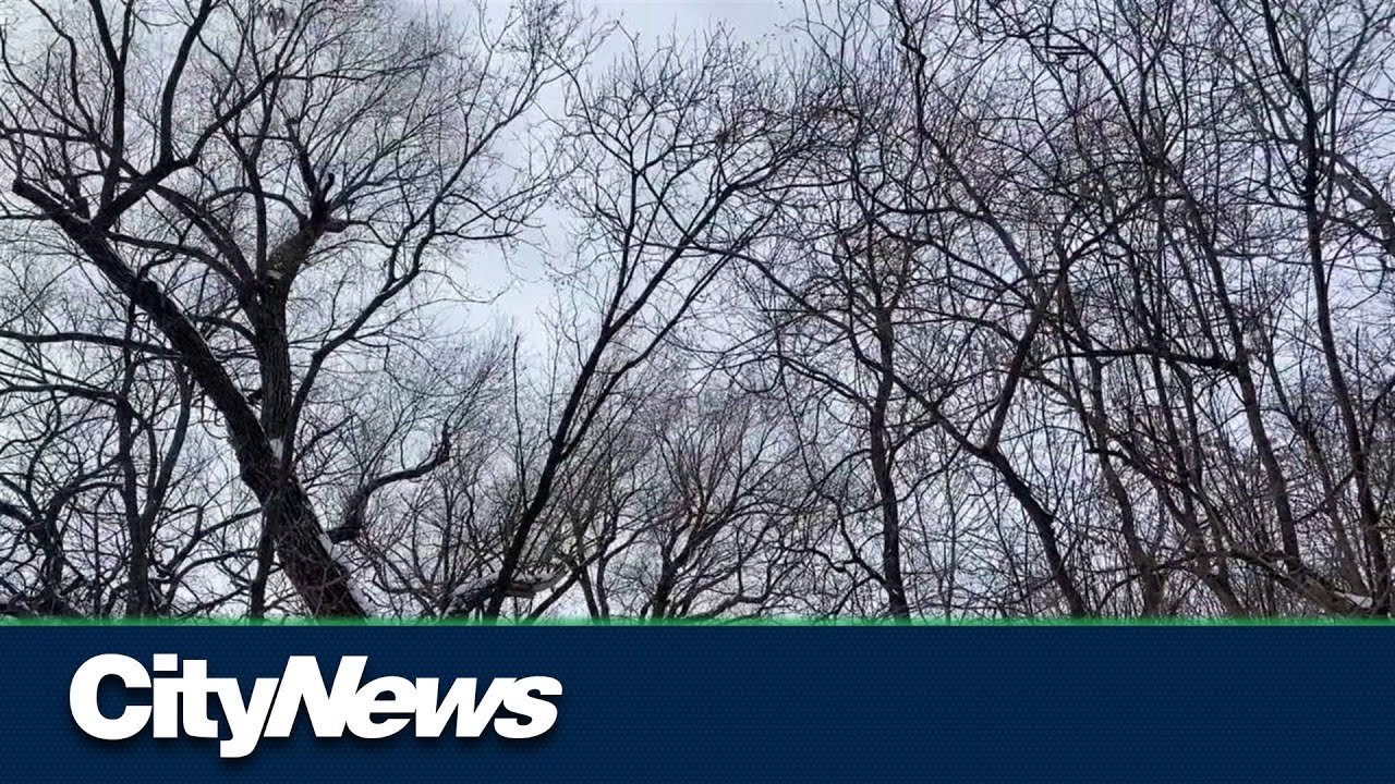 Millions of trees to be planted in urban forests across Canada