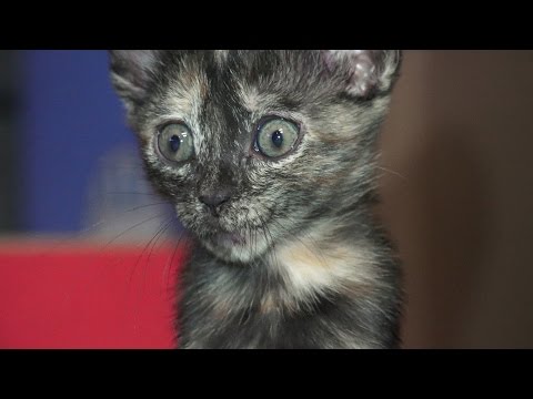 Find the purr-fect logo design for your brand - DesignCrowd