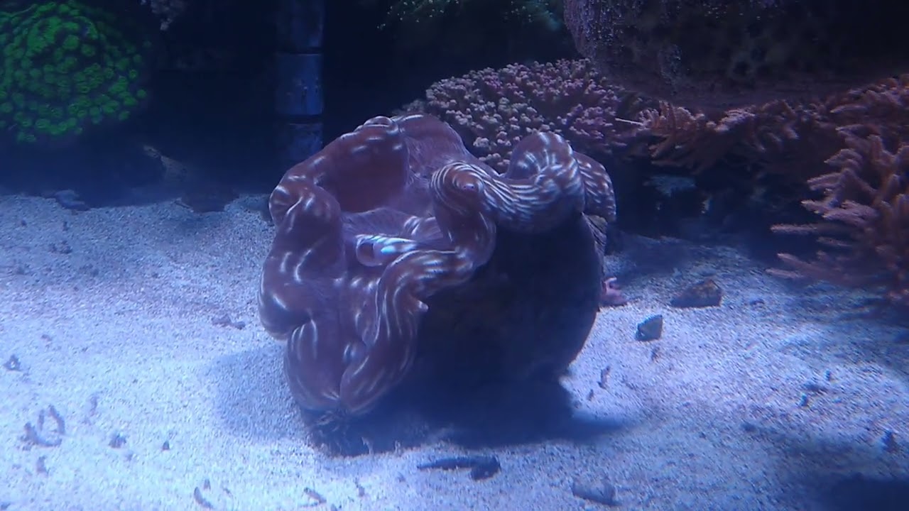 Monster Among Blue Green Giant Clam