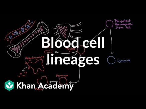 Blood cell lineages | Human anatomy and physiology | Health & Medicine | Khan Academy