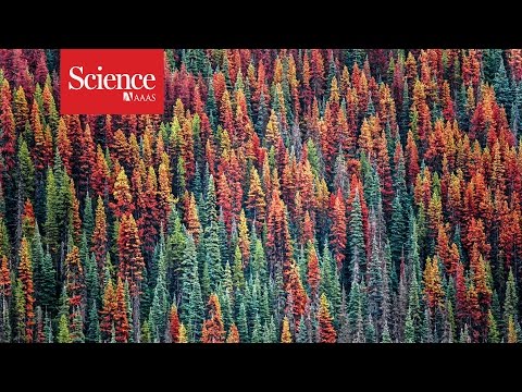 Science: Forests Battered by Climate Change – This is Not Cool