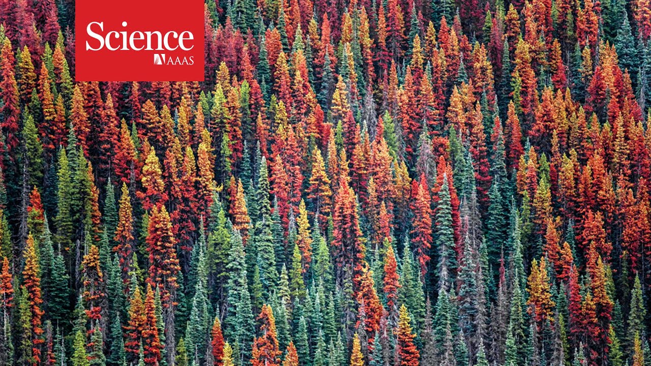 Forest health in a changing world