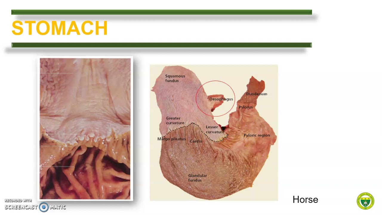 Comparative Anatomy of the Digestive System in Domestic Animals ...