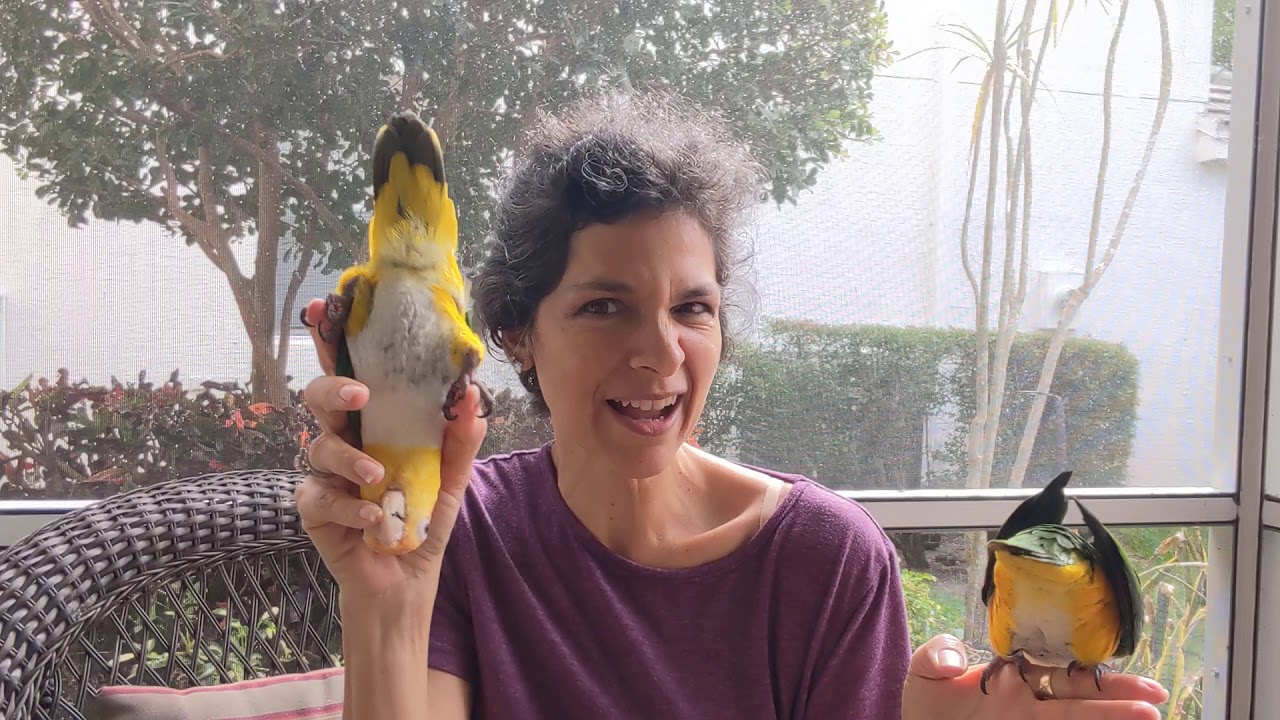 What Are Caique Parrots Like?