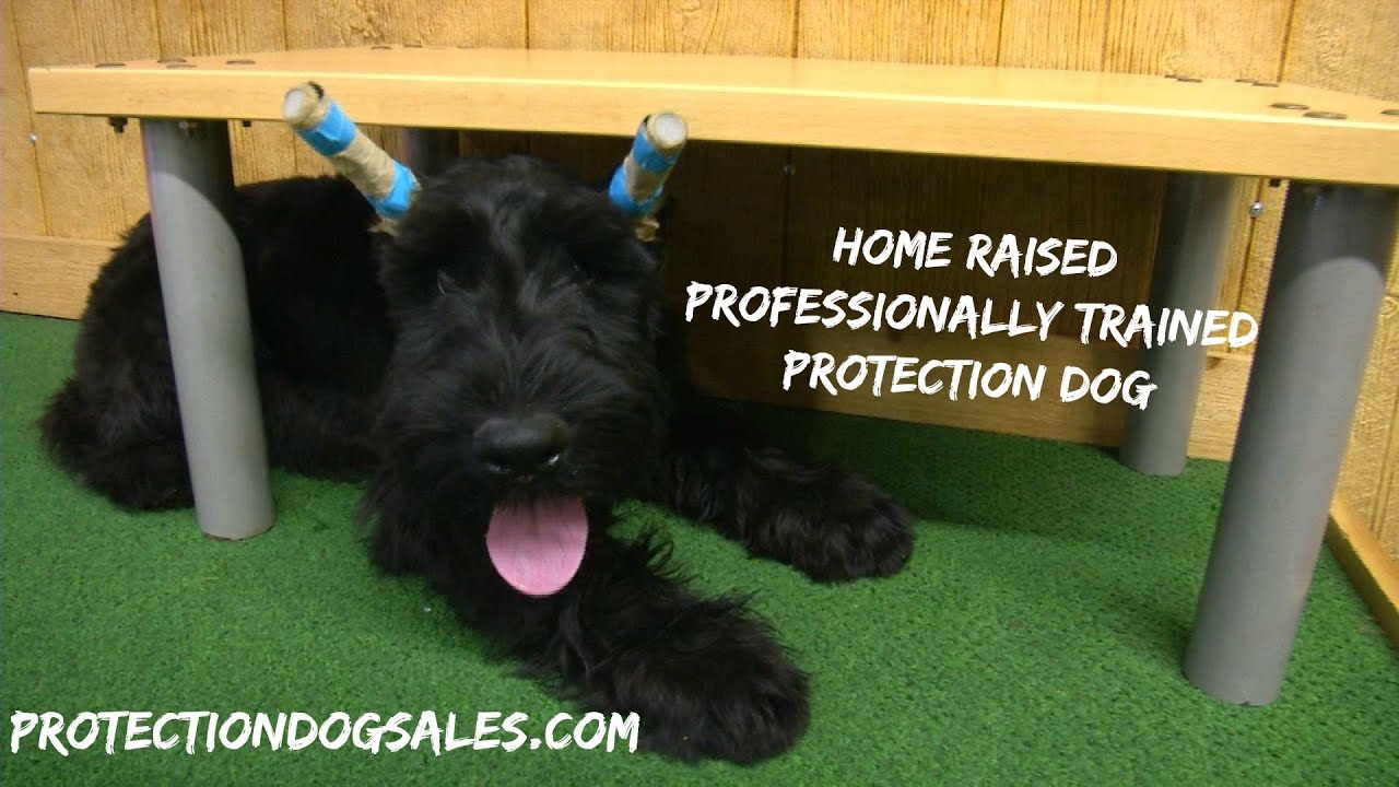Giant Schnauzer Puppy 