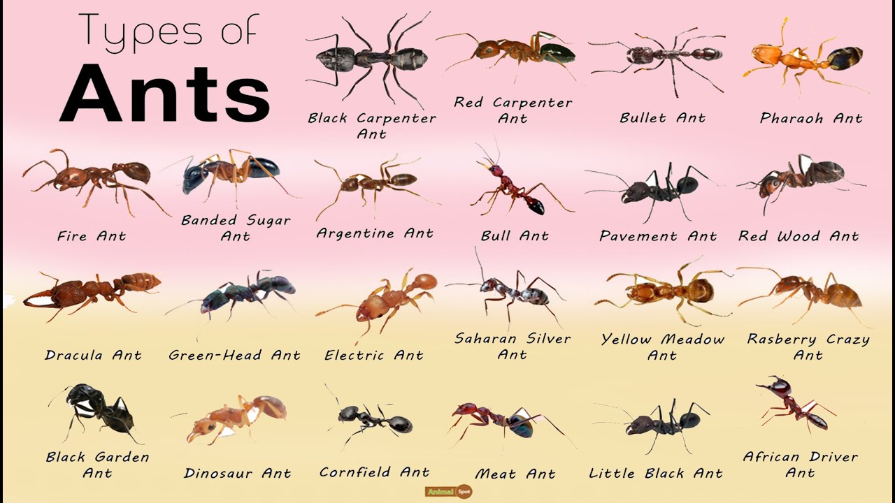 All types of ants: A visual guide to ants diversity