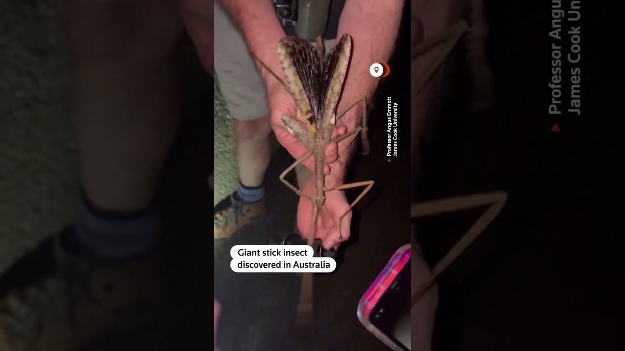 Giant stick insect discovered in Australia