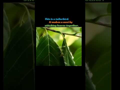 Tailorbird||What's So SPECIAL About Tailor Birds? #trending #shortsvideo
