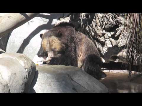 TEST FOOTAGE OF CANON POWERSHOT ELPH 130IS (IMAGE QUALITY)