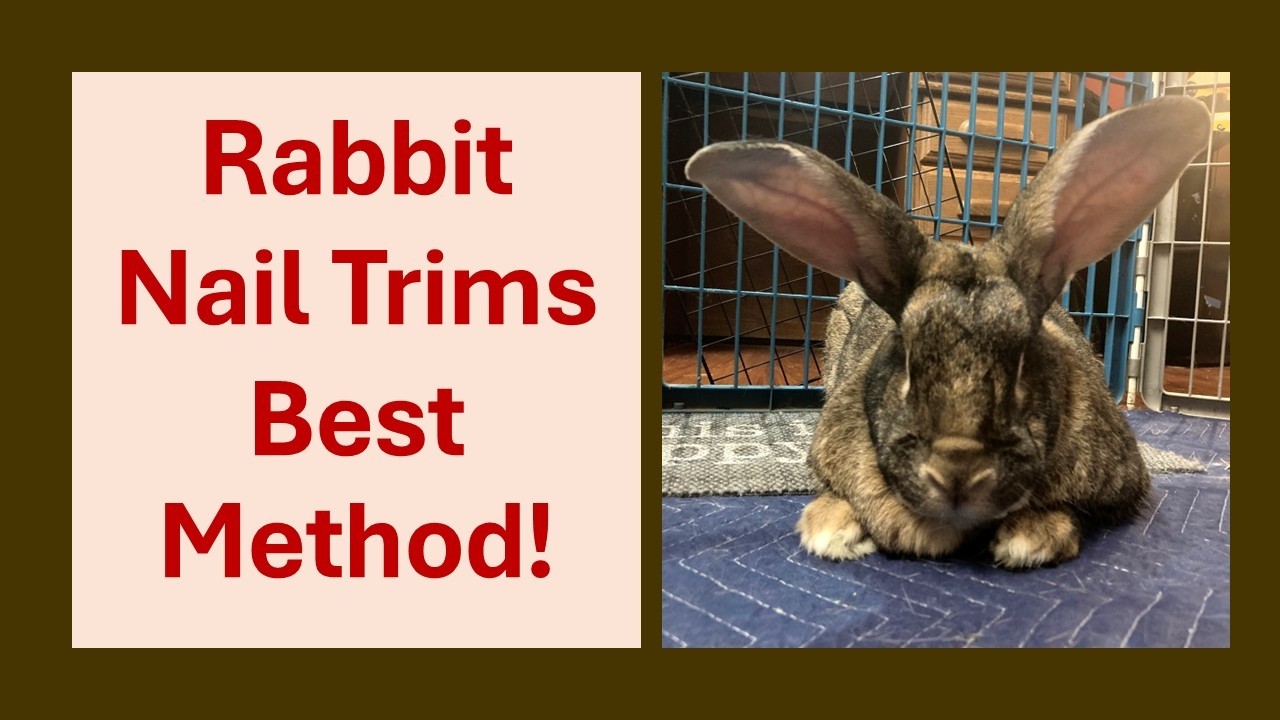 The Best Rabbit Nail Trimming Method: Safe and Gentle